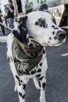 Dog Bandanas - Pet Accessories with Drop Line – Nine Line Apparel